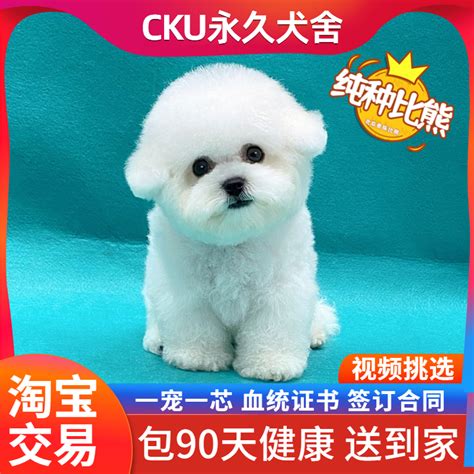 比熊幼犬纯种双血统不掉毛飞耳韩系小体型茶杯不臭家庭宠物活体狗 虎窝淘