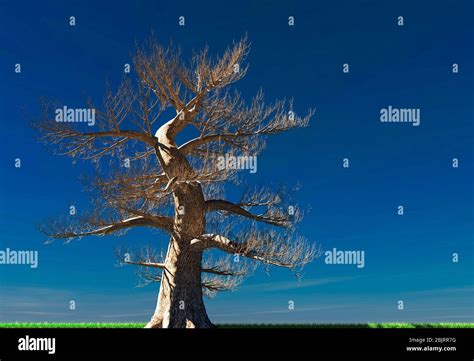 Trees And Nature View Of A Japanese Pine Without Needles Leaves Green Meadow And Blue Sky