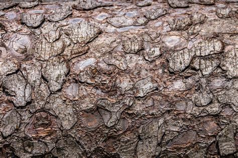 1 000 Free Tree Bark Texture Nature Images Pixabay