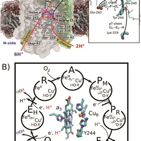 Structure And Function Of Cytochrome C Oxidase Cco O2 Reduction To