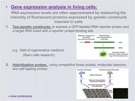 Bridging Histology And Bioinformatics Ppt