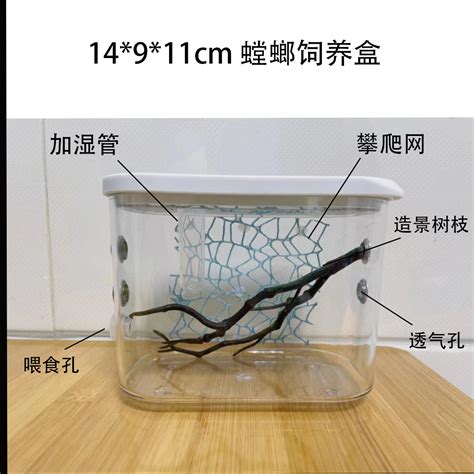 螳螂兰花螳螂亚克力饲养盒蝈蝈蜘蛛螽斯昆虫饲养盒鸣虫盒儿童科普 虎窝淘