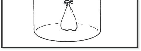 Acid Decalcification Method 3 Download Scientific Diagram