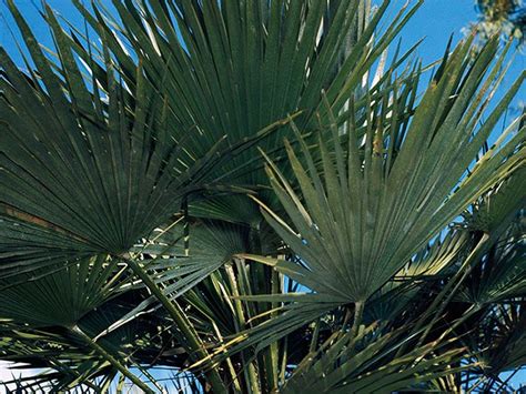 Supplements For Overactive Bladder Oab