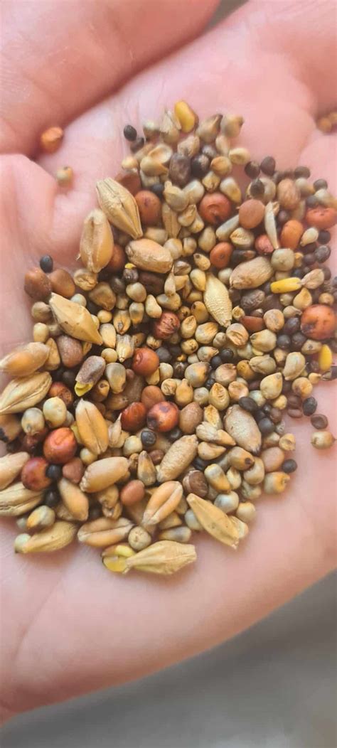 Can Birds Eat Moldy Bird Seed Risks And Safe Feeding Tips Birds