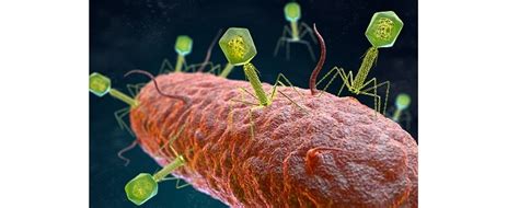 Growth Of Lambda Phage And Isolation Of Phage Dna Growth Of Lambda Phage And Isolation Of Phage Dna