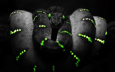 Black Mamba Wallpapers Animal Hq Black Mamba Pictures 4k Wallpapers