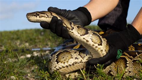 Floridas Burmese Python Population Explodes And Usgs Says Its Likely Impossible To