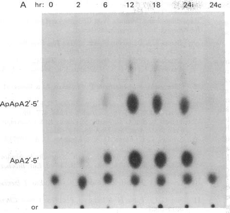 Time Course Of Otigoisoadenylate Synthetase E Induction By Interferon Download Scientific
