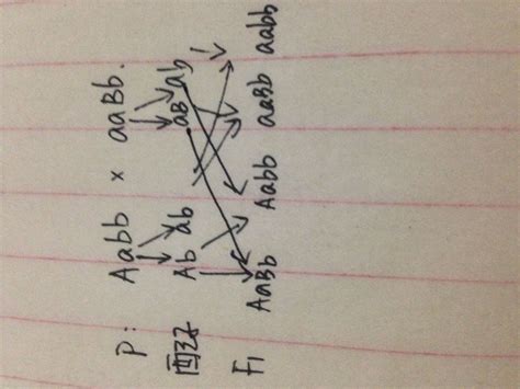 Aabbandaabb的遗传图解百度知道