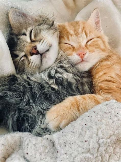 Create Meme Embracing Seals Seals Sweet Dreams Kitten Pictures Meme