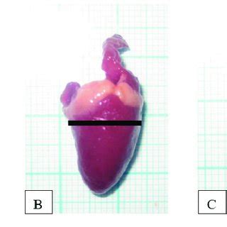 Heart Measurements Download Scientific Diagram