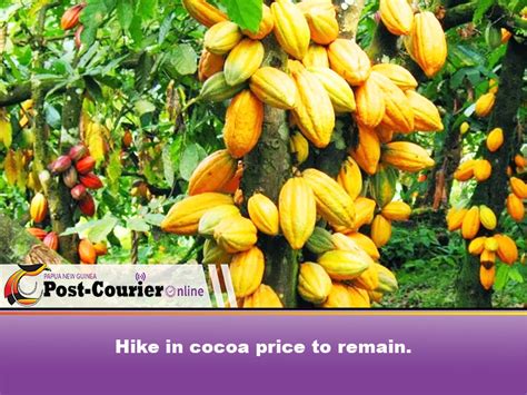 Hike In Cocoa Price To Remain Post Courier