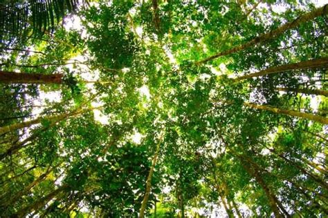 How Much Co2 Do All The Trees Absorb Each Year