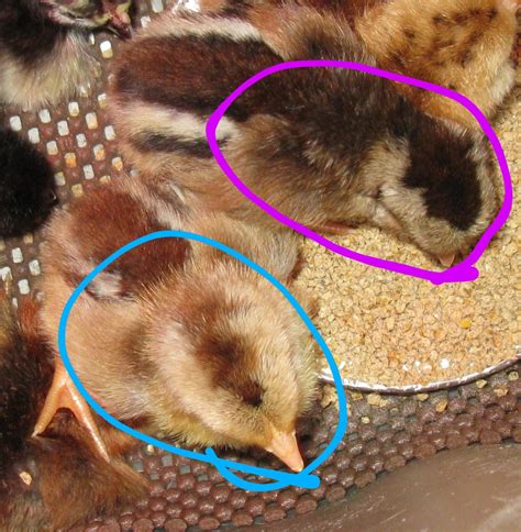Sexing Chicks Backyard Chickens Learn How To Raise Chickens
