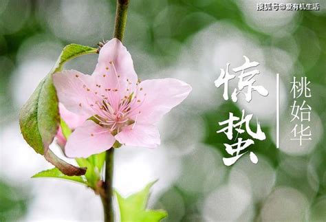 惊蛰是什么意思惊蛰节气的特点和风俗 万物 春雷 地区
