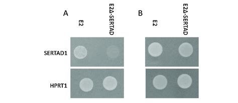 The Yeast Two Hybrid Protein Protein Interaction Of Csfv Protein E2 Or Download Scientific