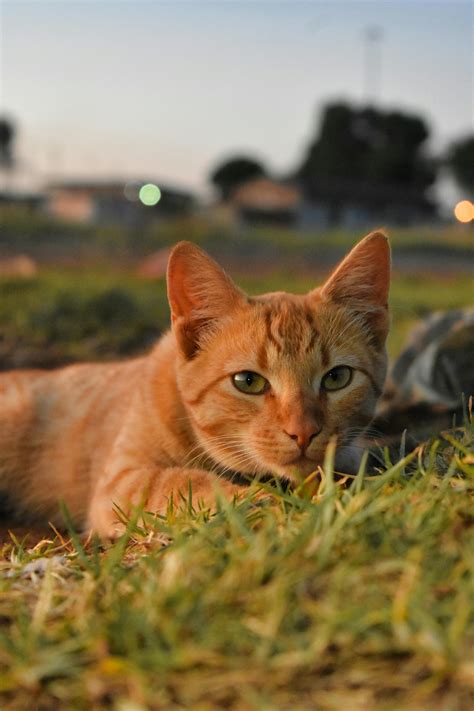 Background Tosca Photos Download The Best Free Background Tosca Stock