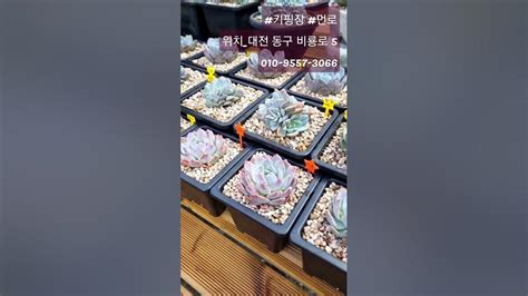 대전오복다육 먼로 다육이 Youtube