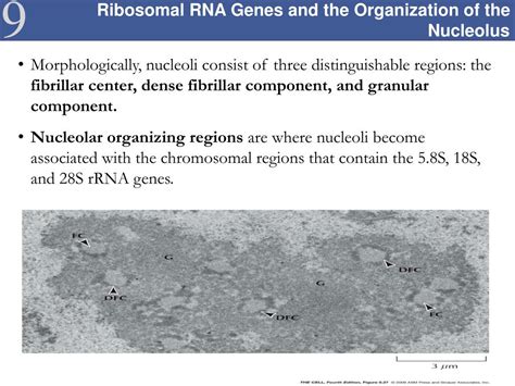 Ppt The Structure And Function Of The Nuclear Envelope Powerpoint Presentation Id 7018298