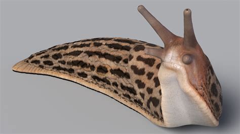 Leopard Slug Reaching Up 3d Model 59 3ds Blend C4d Fbx Max Ma Lxo Obj Free3d