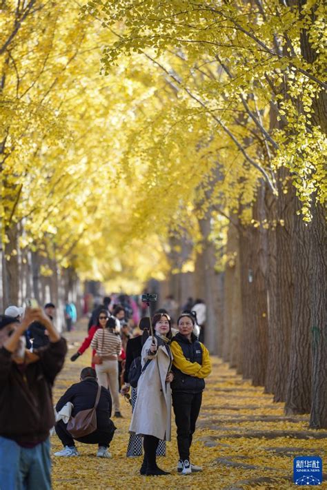 银杏黄了 图说新闻 华夏经纬网