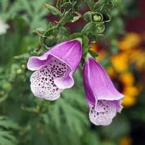 List Of Plants Toxic To Pond Fish Poison Species Pond Informer