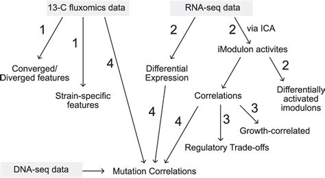 Experimental Evolution Reveals Unifying Systems Level Adaptations But Diversity In Driving
