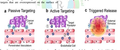 Figure 2 From A Review On Recent Success In Cancer Nanomedicine