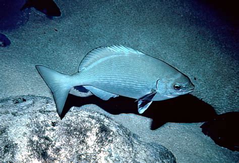 Kyphosus Sectatrix Hawaiian Islands