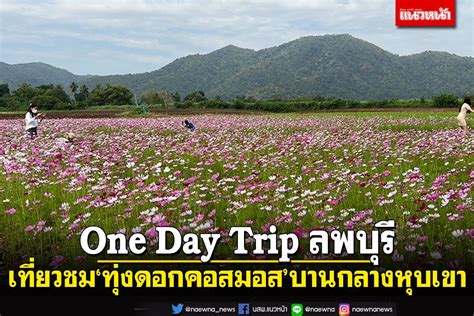 ข่าว Like สาระ ชวนเที่ยวลพบุรี ทุ่งดอกคอสมอสบานกลางหุบเขาบ้านซับเสือแมบ
