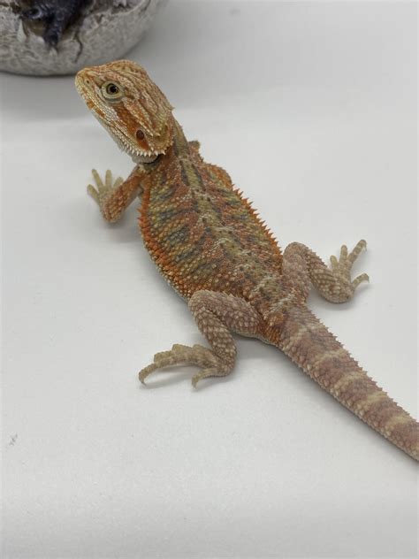 Hypo Bearded Dragon Traits Morphpedia