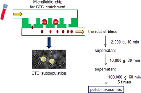 Dual Ctcexosome Enrichment Platform Download Scientific Diagram