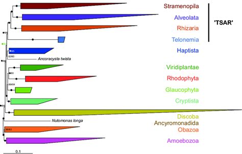 Simplified Phylobayes Consensus Tree Inferred From A Reduced