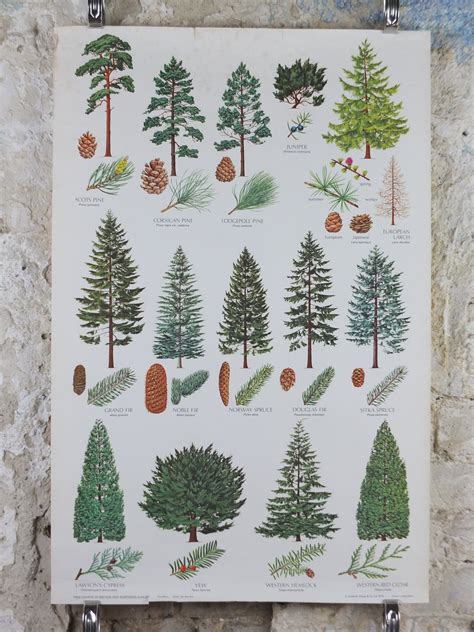 Types Of Fir Trees Uk Adalberto Mccue