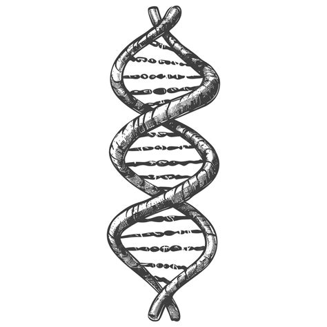Símbolo De Mutación Genética Del Adn Con Estilo De Grabado Color Negro