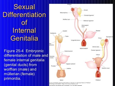 Intersex People Intersex People