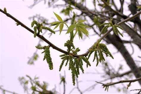 Pecan Tree Pollination In A Nutshell Stark Bros