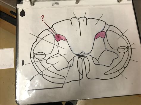 Lab 4 Tectospinal Tract 2 Diagram Quizlet