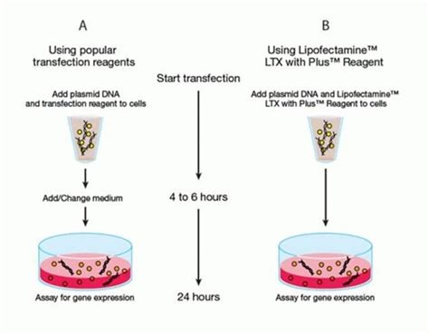 Lipofectamine™ Ltx Reagent