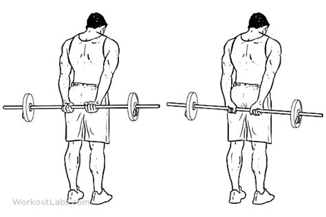 Behind The Back Standing Bicep Curls Illustrated Exercise Guide