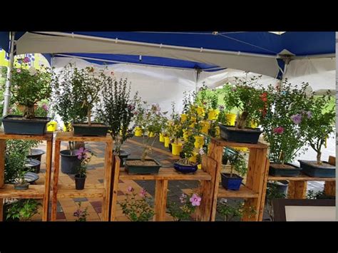 영상 사 한국무궁화미술협회