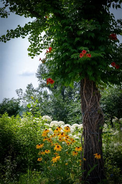 여름에 피는 꽃 팝코넷 포토 갤러리