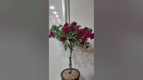 외목대 밀레니엄 슈퍼벨 빈예서 모정 Youtube