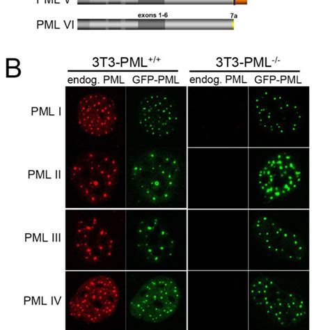 Pmlrara K160r Shares All Known Features Of Pmlrara A Transcriptional