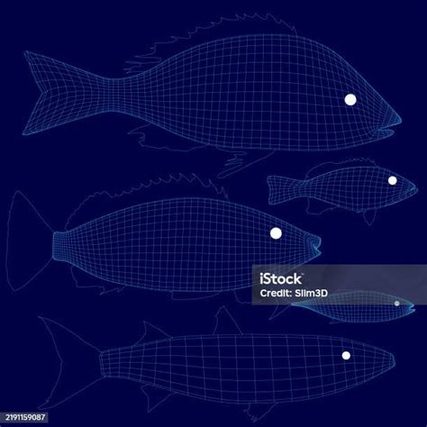 바다 물고기는 와이어 프레임을 설정합니다 해양 및 담수 종 측면 보기 벡터 일러스트 레이 션 3차원 강에 대한 스톡 벡터 아트 및 기타 이미지 Istock