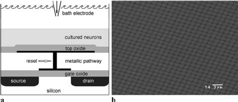 Multi Transistor Array MTA Fabricated Using An Extended CMOS Download Scientific Diagram