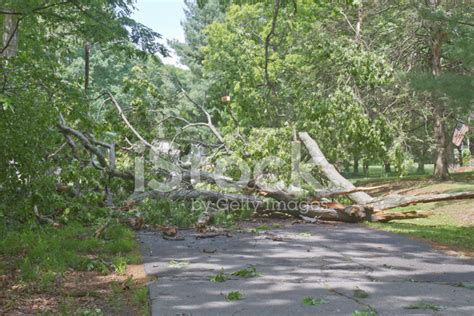 Tree Debris Blocks A Road Stock Photo Royalty Free FreeImages