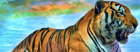 Taming The Tiger Samye Foundation Wales