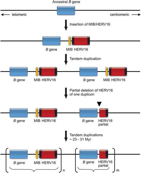 Hypothetical Scheme Of The Evolution Of The Mamu B Region By Tandem